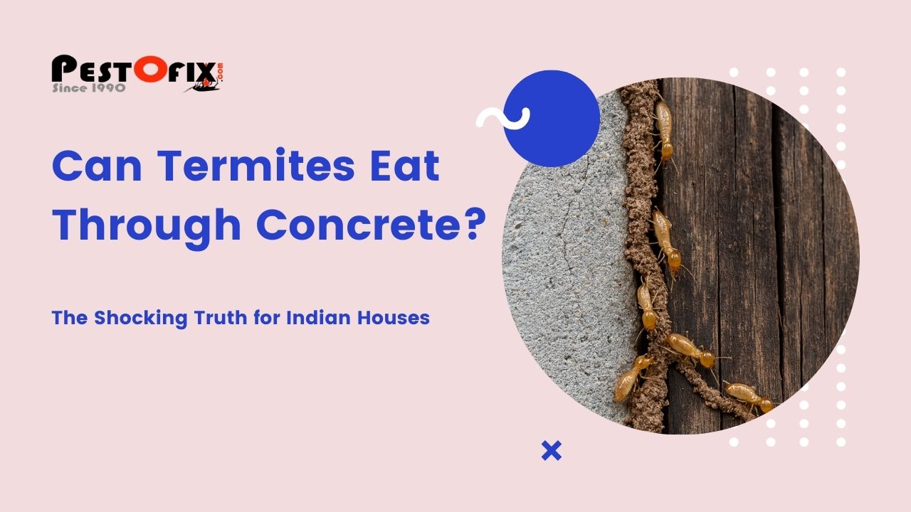 Can Termites Eat Through Concrete? The Shocking Truth for Indian Houses ...