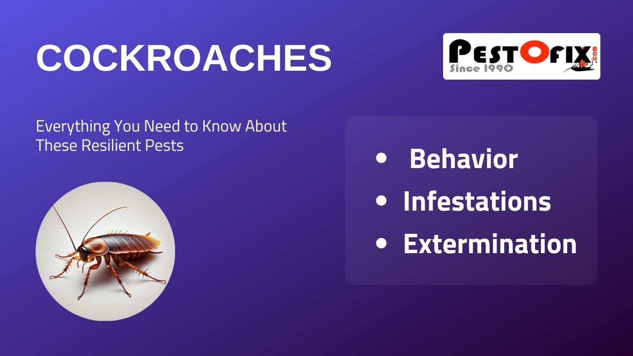 Cockroaches: Everything You Need to Know About These Resilient Pests ...
