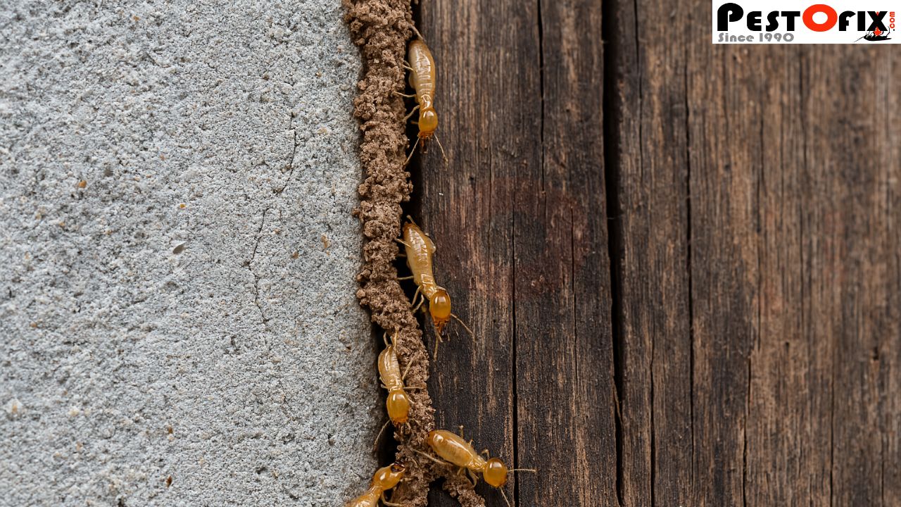 Can Termites Eat Through Concrete? The Shocking Truth for Indian Houses ...