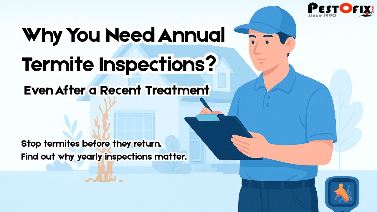 Why You Need Annual Termite Inspections — Even After a Recent Treatment ...