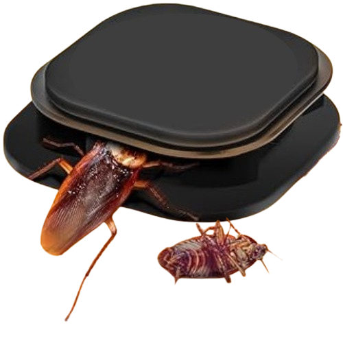 Expert Residential Cockroach Pest Control Services | Pestofix.com