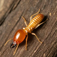 Termite Blog | Pestofix